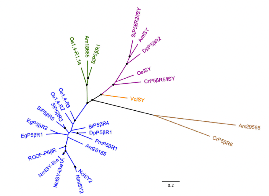 Transcriptome-based identification and functional characterization of ...